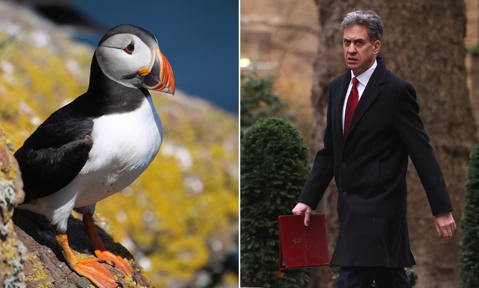 Wind farm 'will kill thousands of seabirds and push puffins to the ...