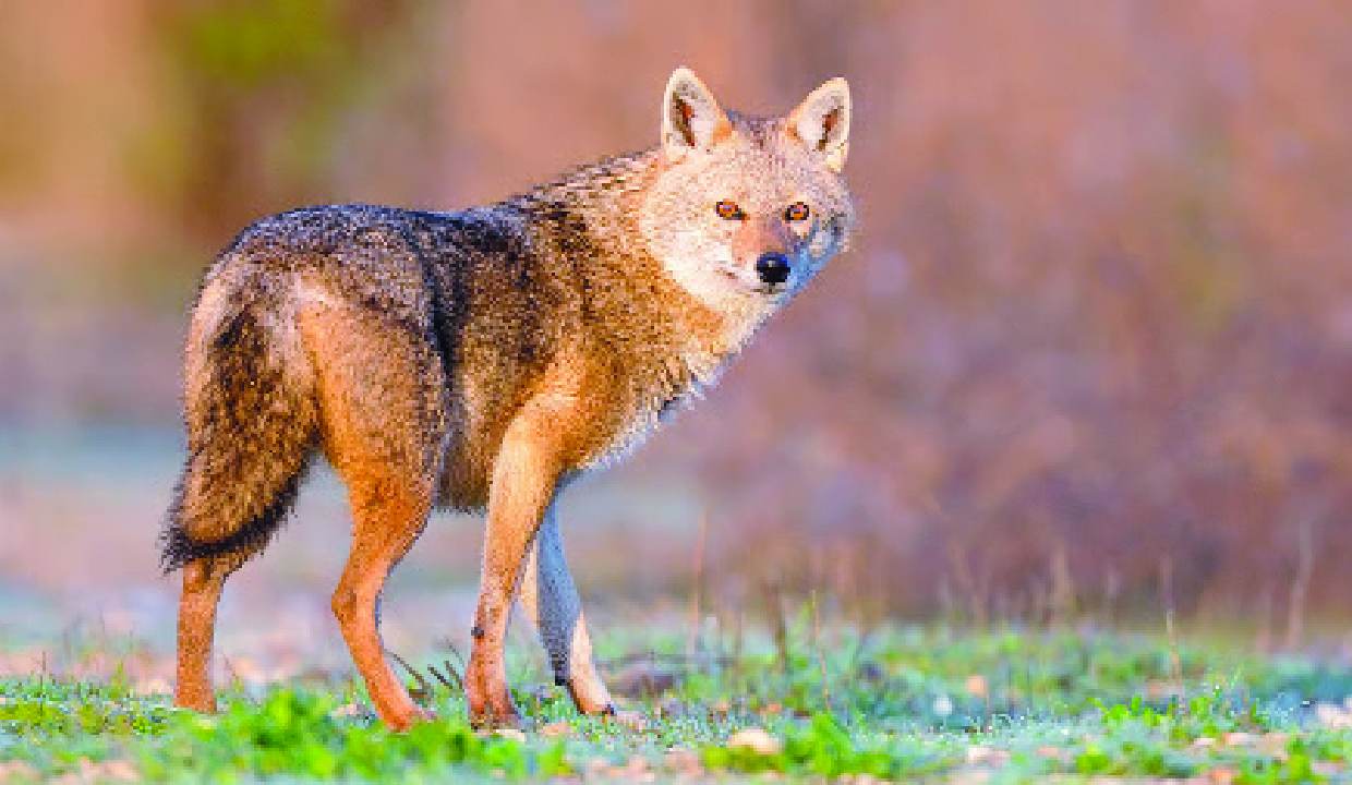 Delhi zoo in row over jackal death