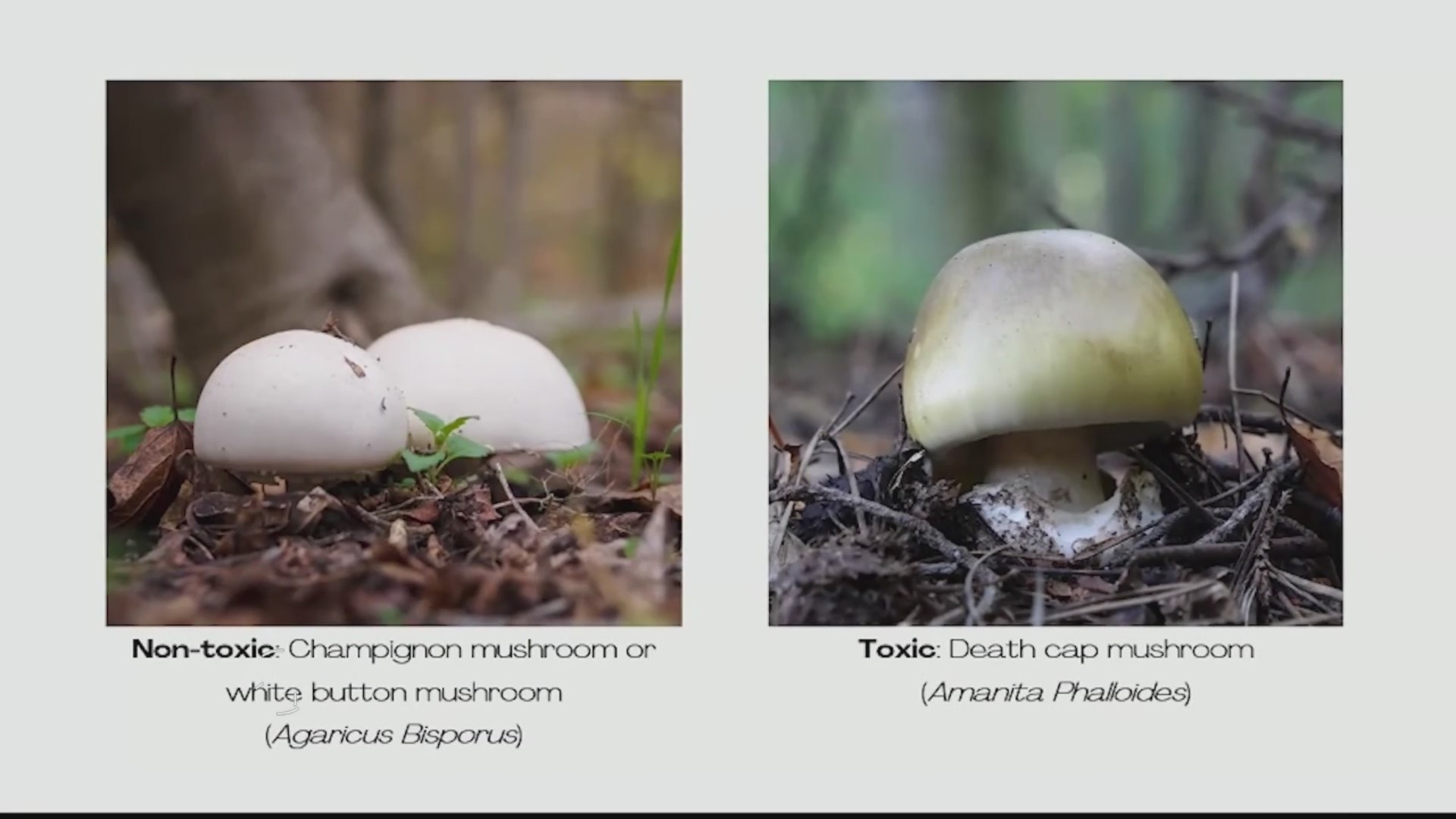 Officials warn of dangers of eating poisonous mushrooms