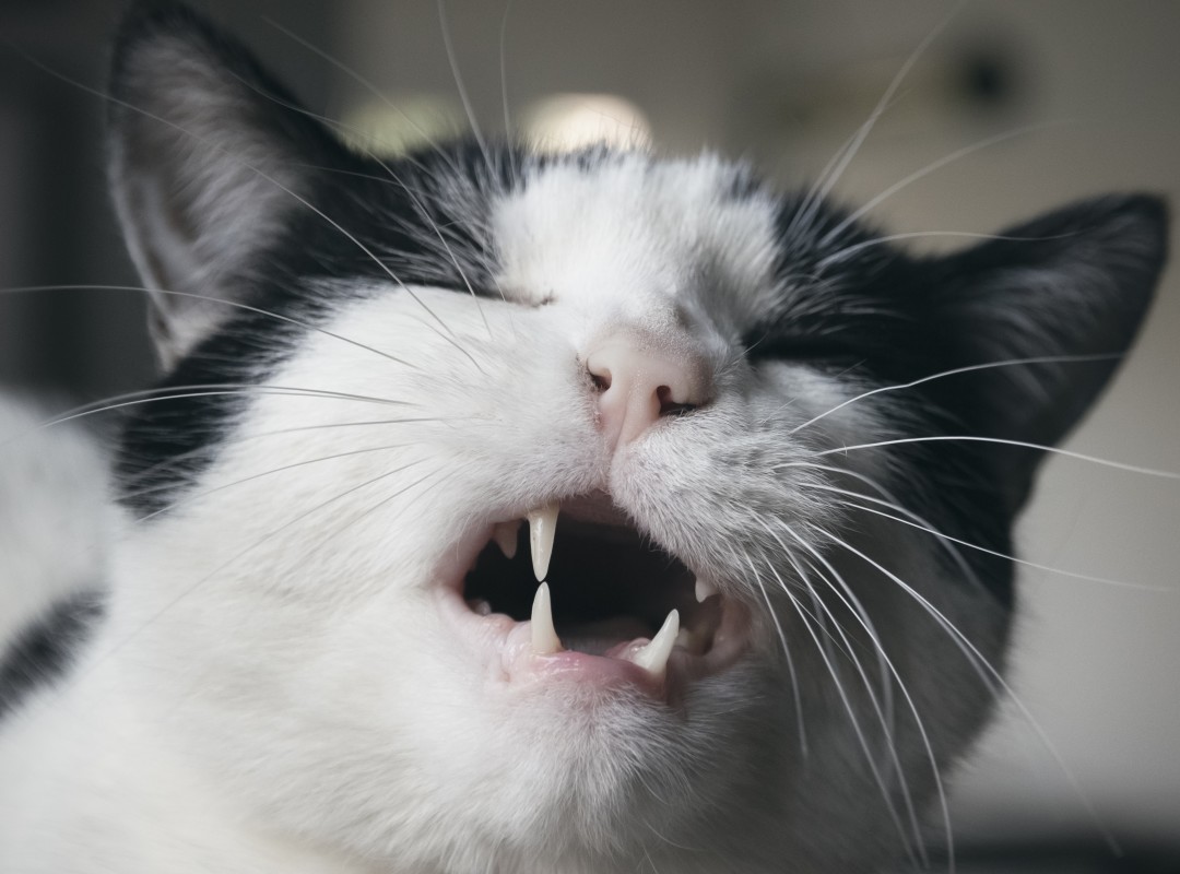 Cat appears to be 'glitching' and it's too cute for words