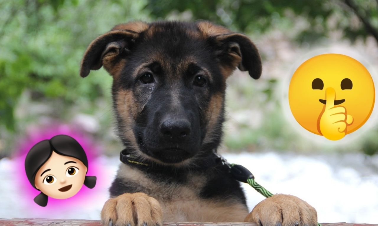 Perrito delata la llegada de los padres y avisa a una niña para que ...