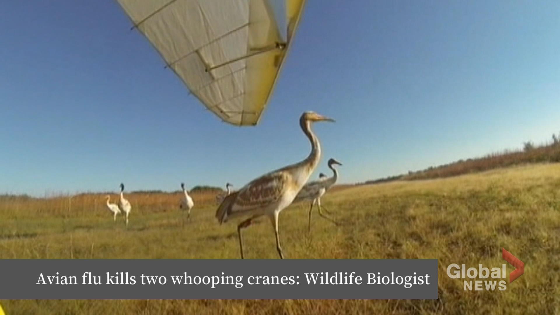 Avian flu was the cause of death for two whooping cranes in Saskatchewan
