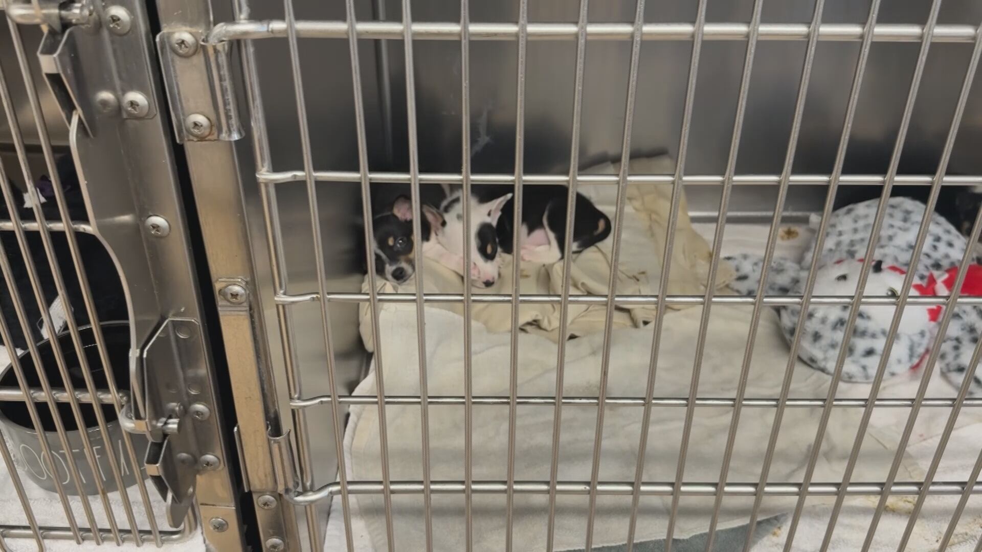 Animal cruelty: Hancock County woman faces 18 charges, dogs surrendered ...