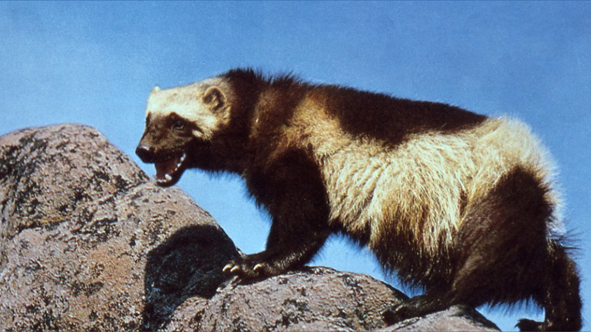 Wolverines one step closer to Colorado restoration