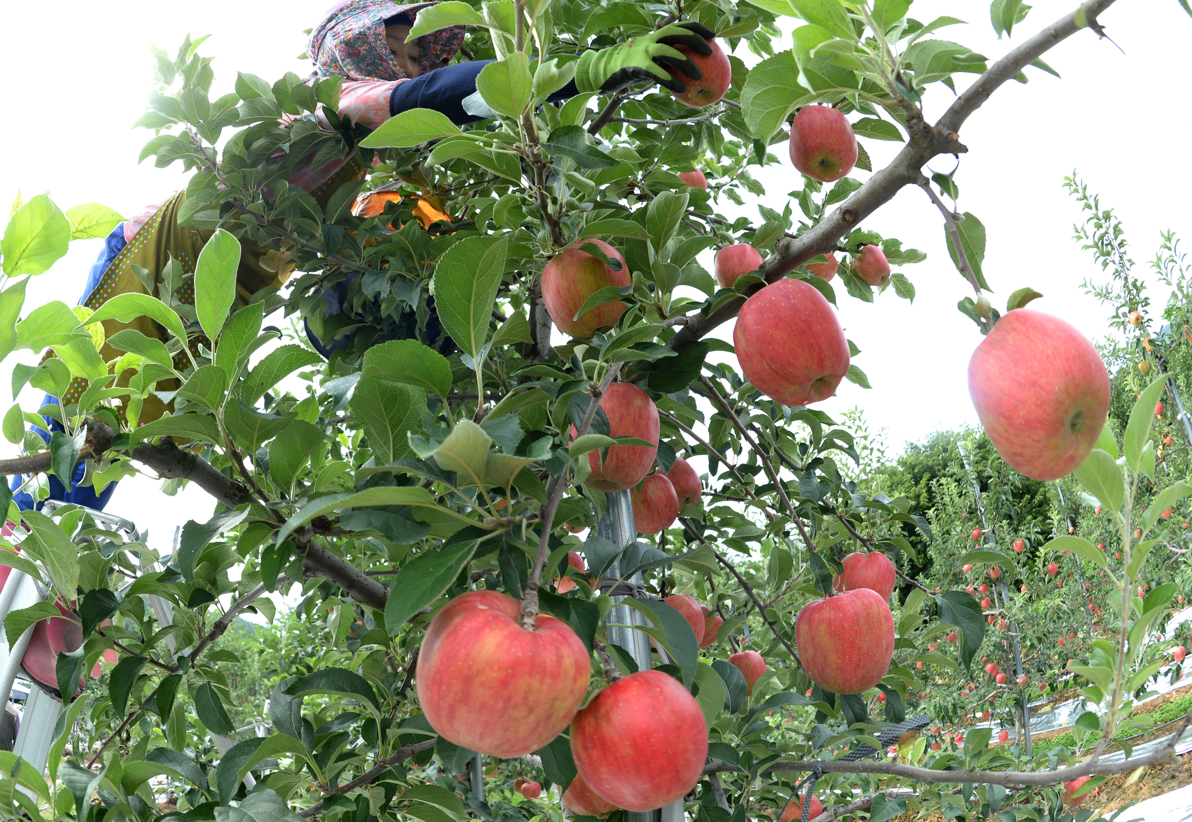 Apples top source of sugar intake for South Koreans