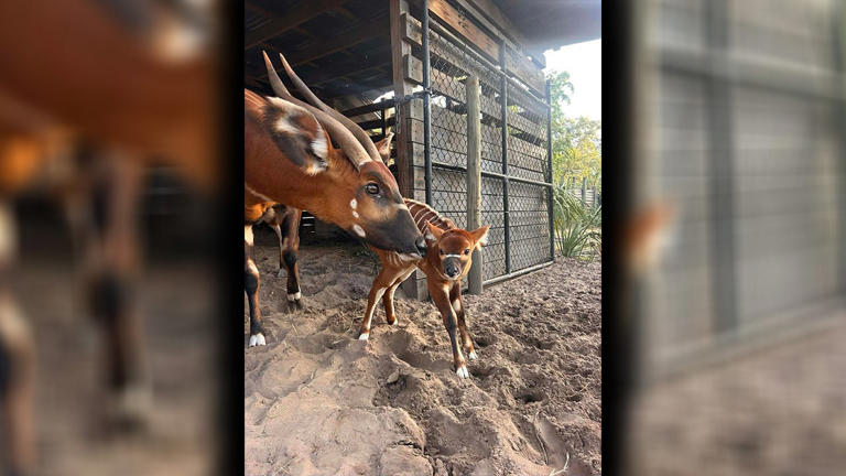 Critically endangered eastern bongo calf born at ZooTampa, marking ...