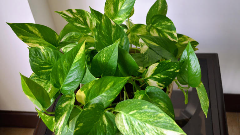 Why your entryway makes the best place for a pothos plant