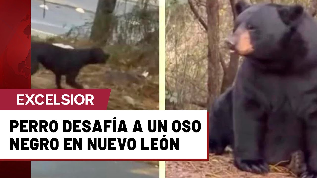 Perro bravo se enfrenta cara a cara con un oso negro en Nuevo León