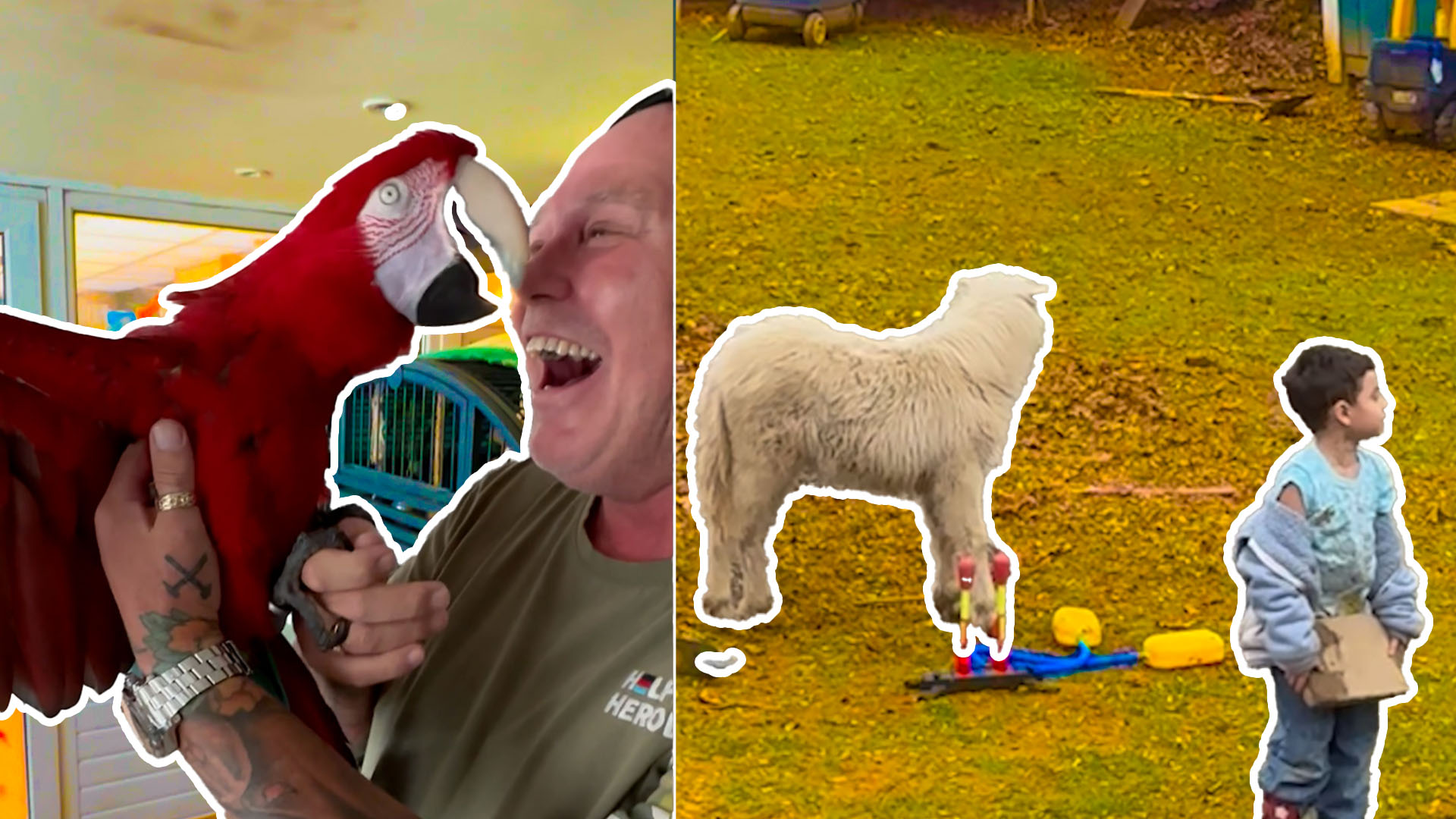 Hilarious & heartwarming pet moments that will melt your heart!