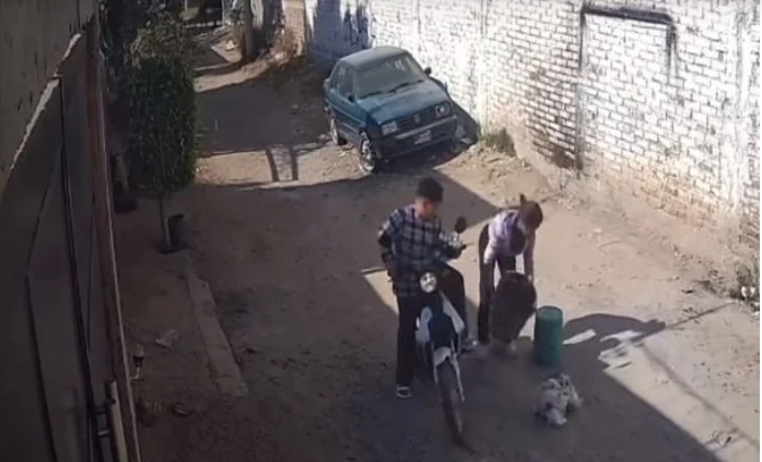 Abandonan a gatito amarrado y dentro de una bolsa en León; animalistas ...