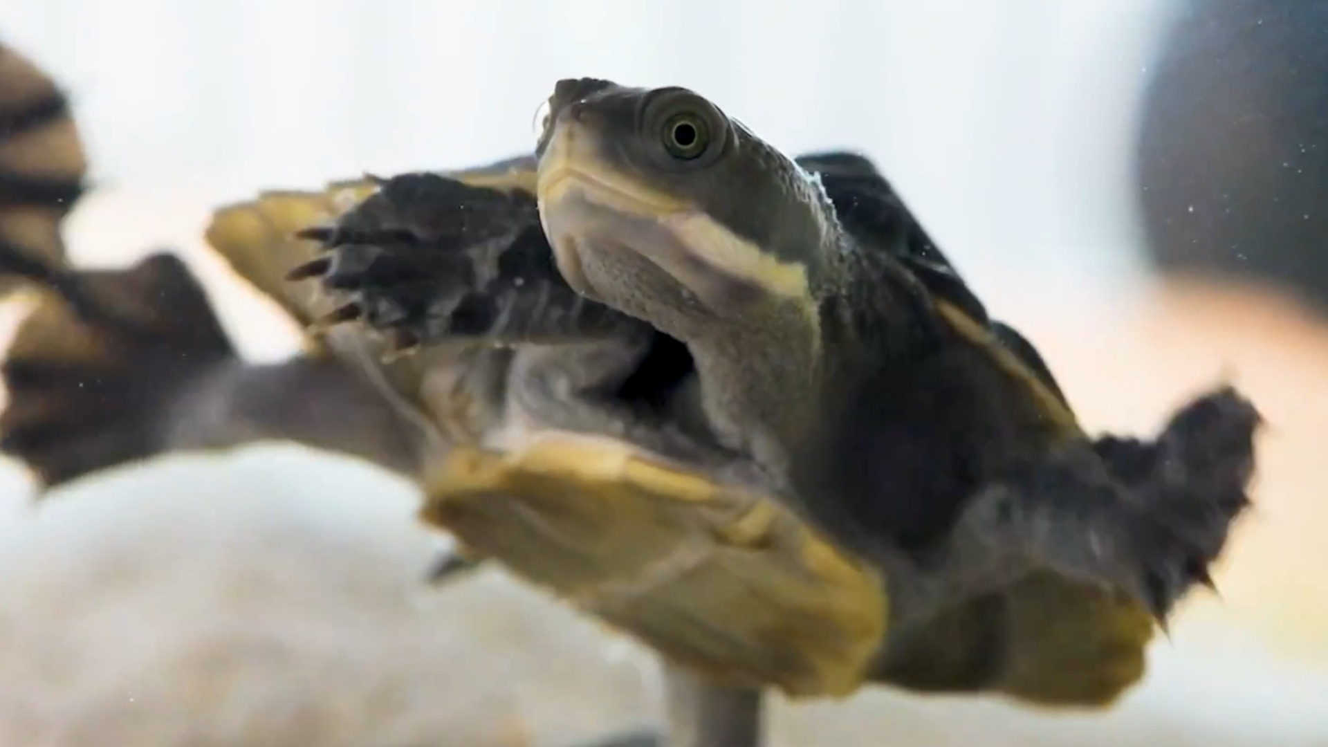 Freshwater turtle numbers soar following 'hugely successful' breeding ...