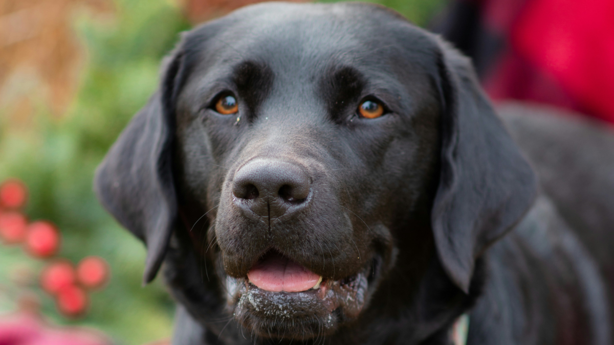 Black Labrador checking to make sure mom didn’t get rid of any of his ...
