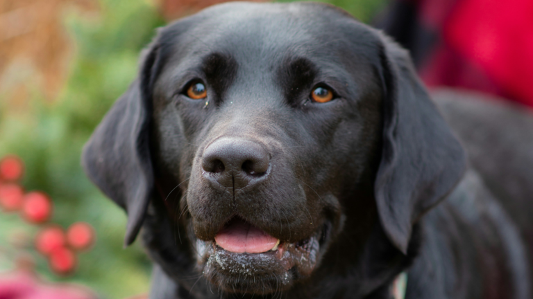 Black Labrador checking to make sure mom didn’t get rid of any of his ...