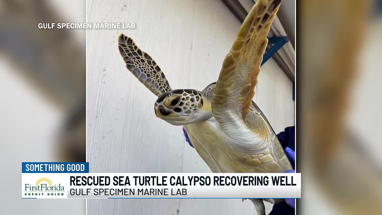Something good: Rescued sea turtle recovering well