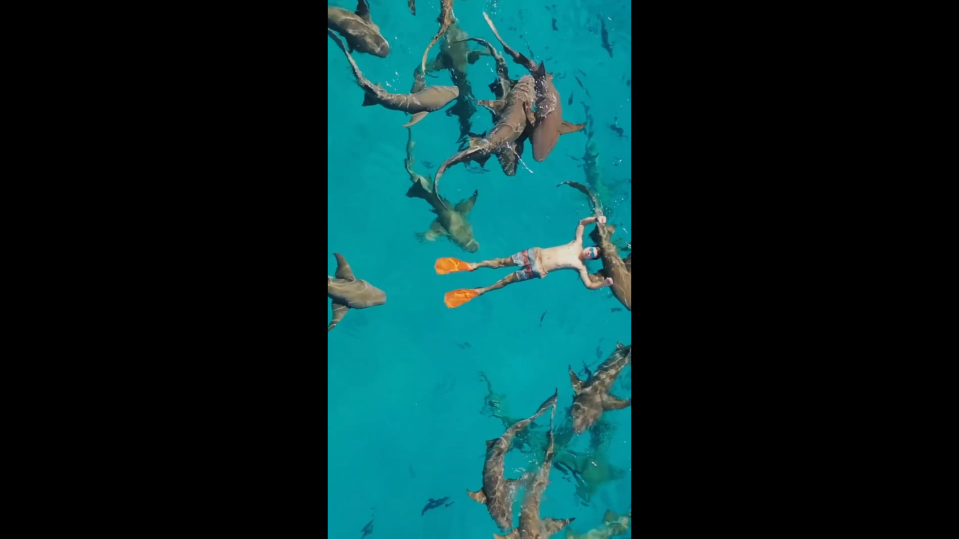 Menyelam dari atas: Melihat lebih dekat kehidupan laut