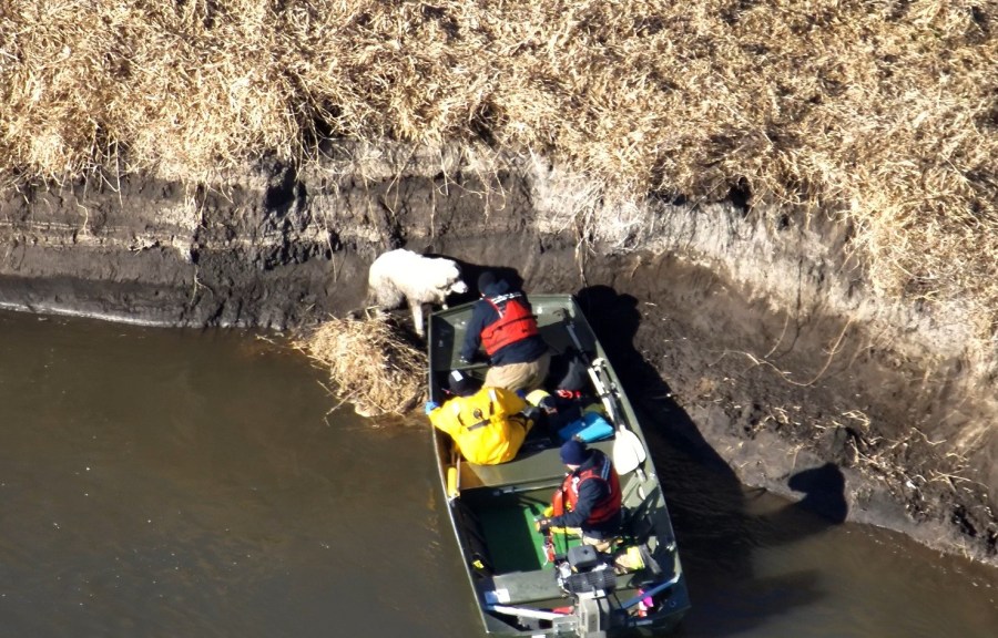 Stranded dog rescued from Iowa River outside Marshalltown