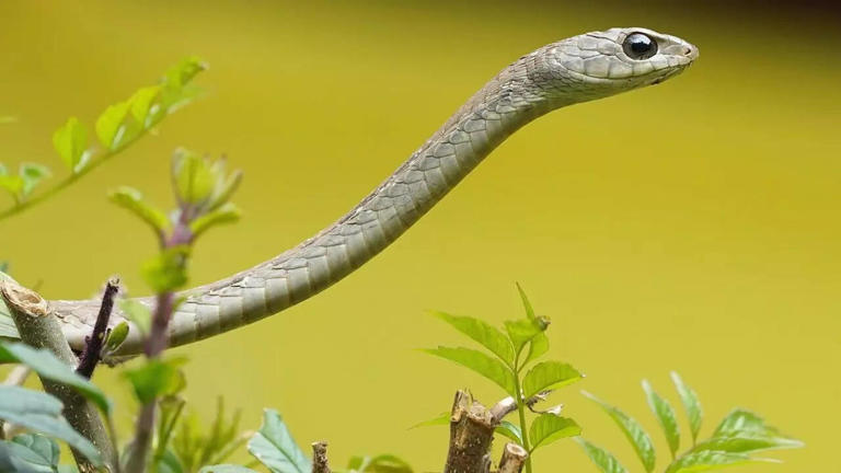 7 snakes that hunt birds in trees: How tree-living predators use ...