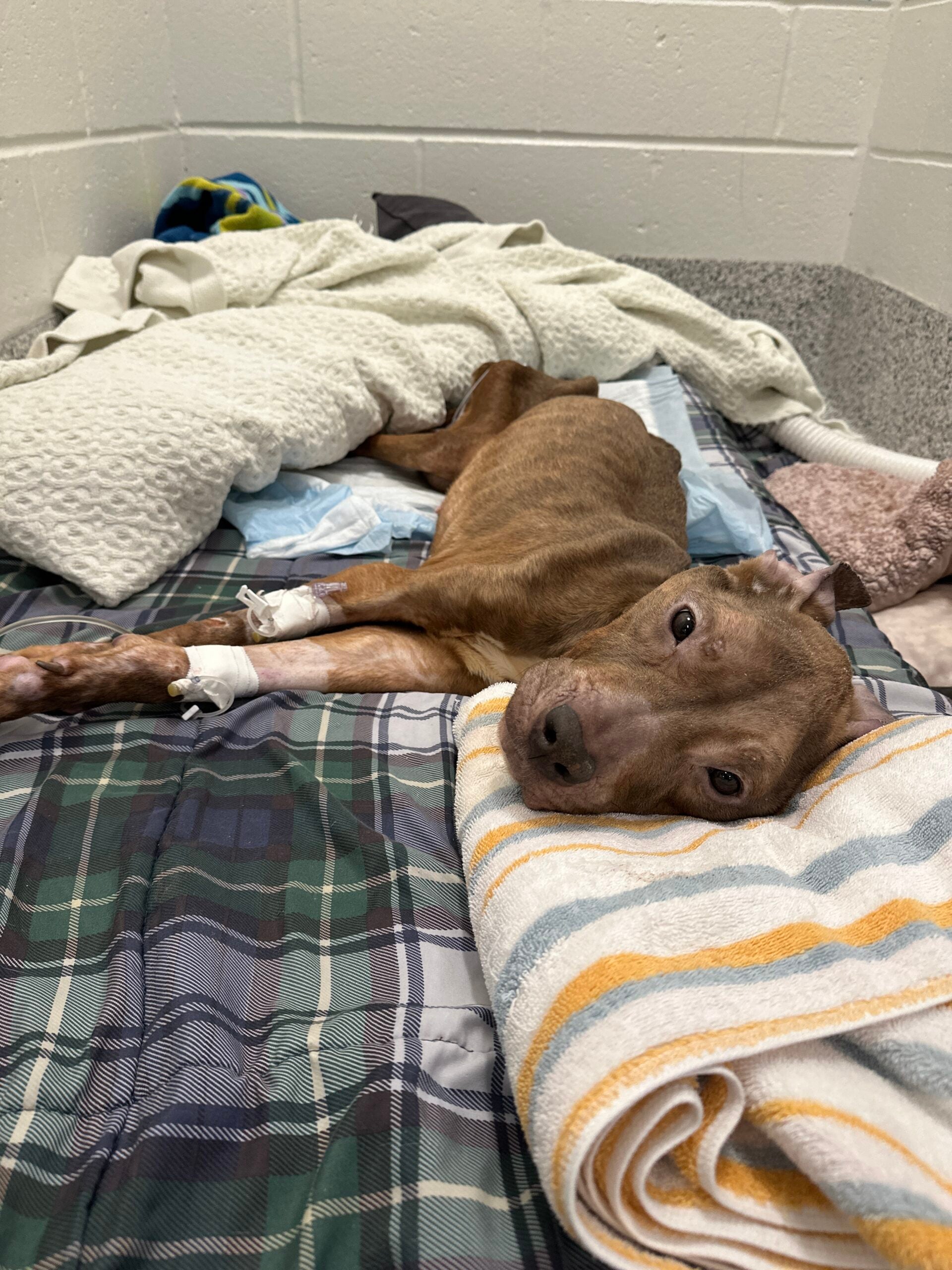 Owner sought after dog found nearly starved to death in Lexington
