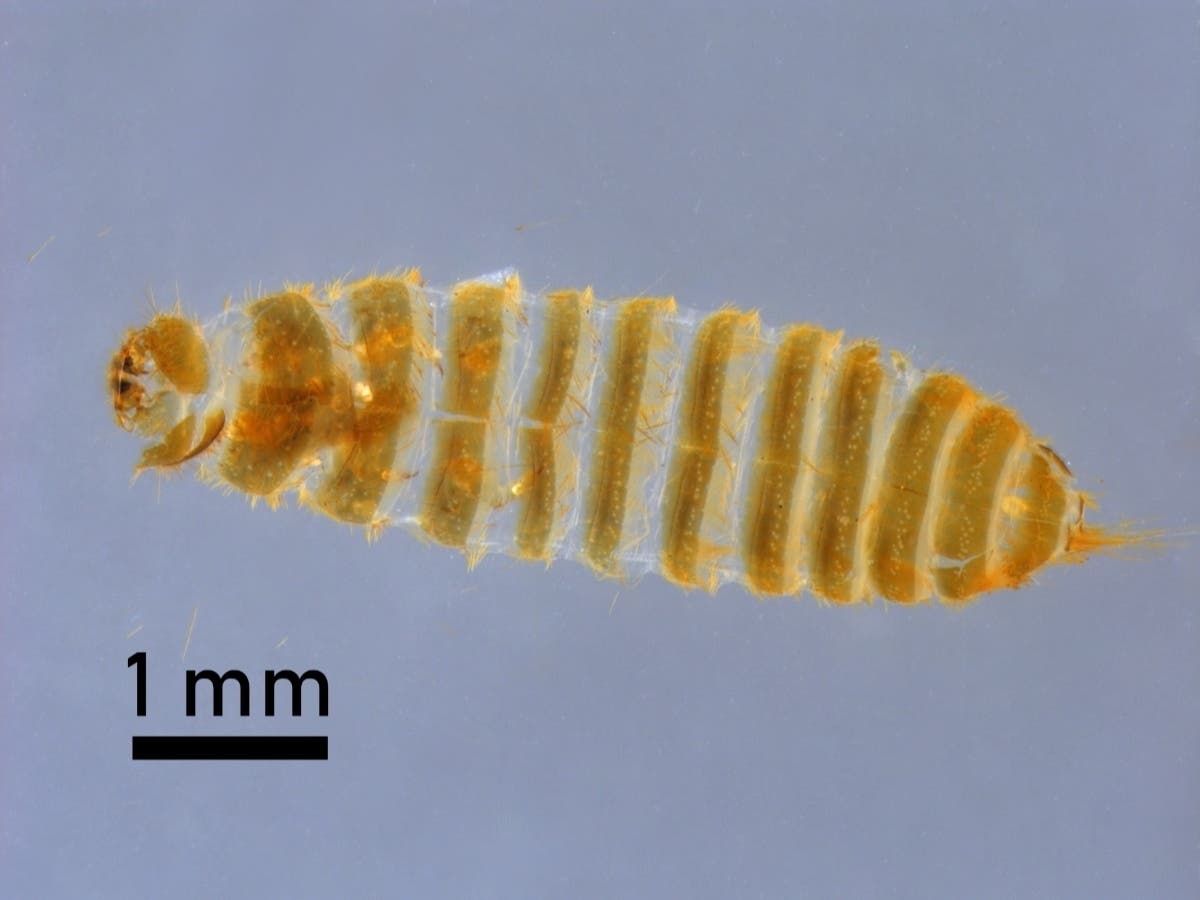 Remains of dangerous beetle found at Detroit Metro Airport