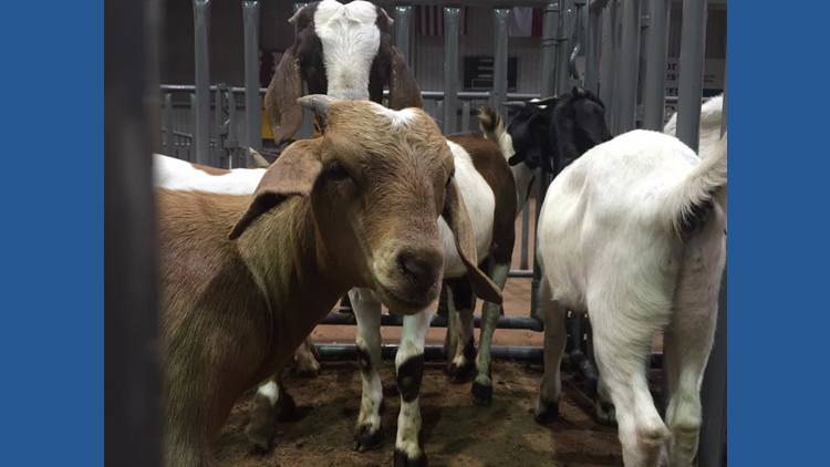 Tom Green Co. livestock show returns this weekend with 'Promenade of ...
