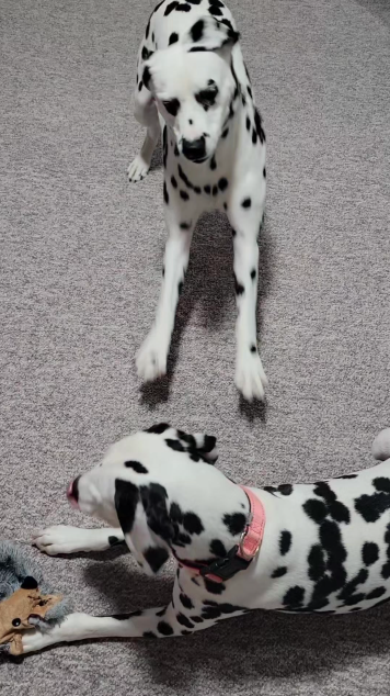 Keeley is paws-itively ready for playtime