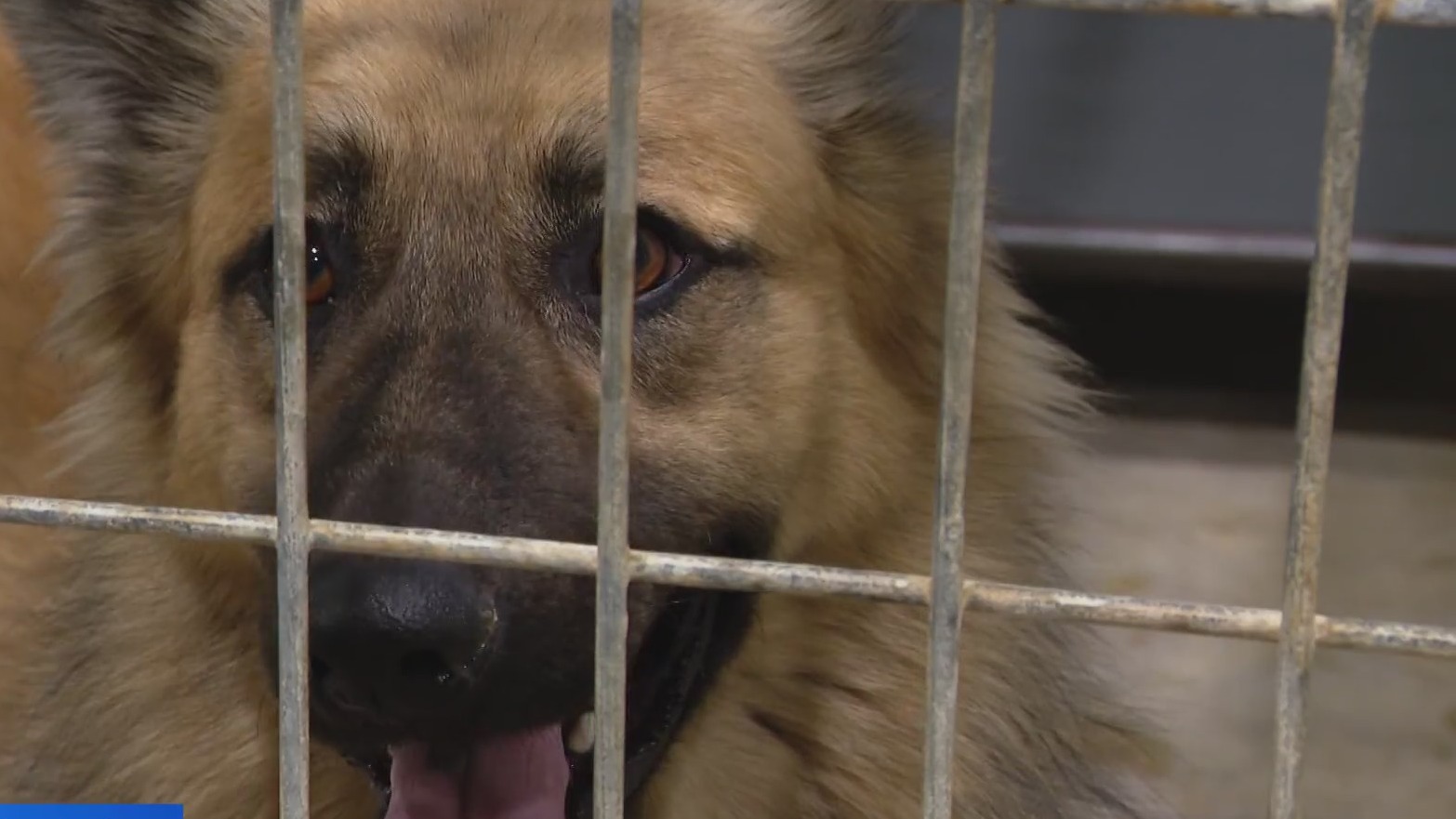 Dogs rescued from East Texas ranch recovering at SPCA