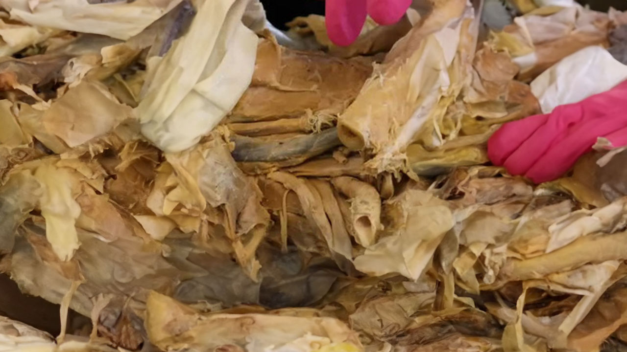 Key muscles that power breathing