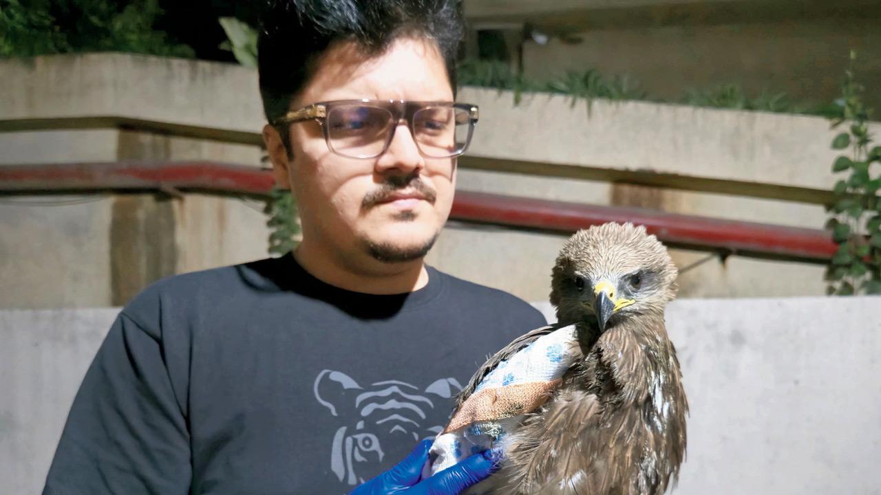 Mumbai NGOs rescue 50 birds injured by kite strings during Makar Sankranti