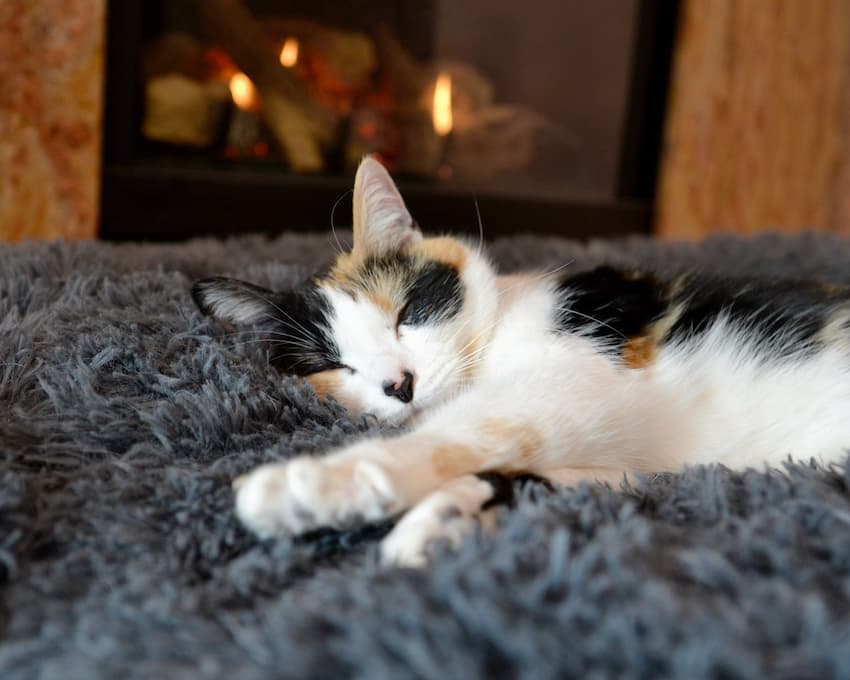 Do cats sleep more in winter?