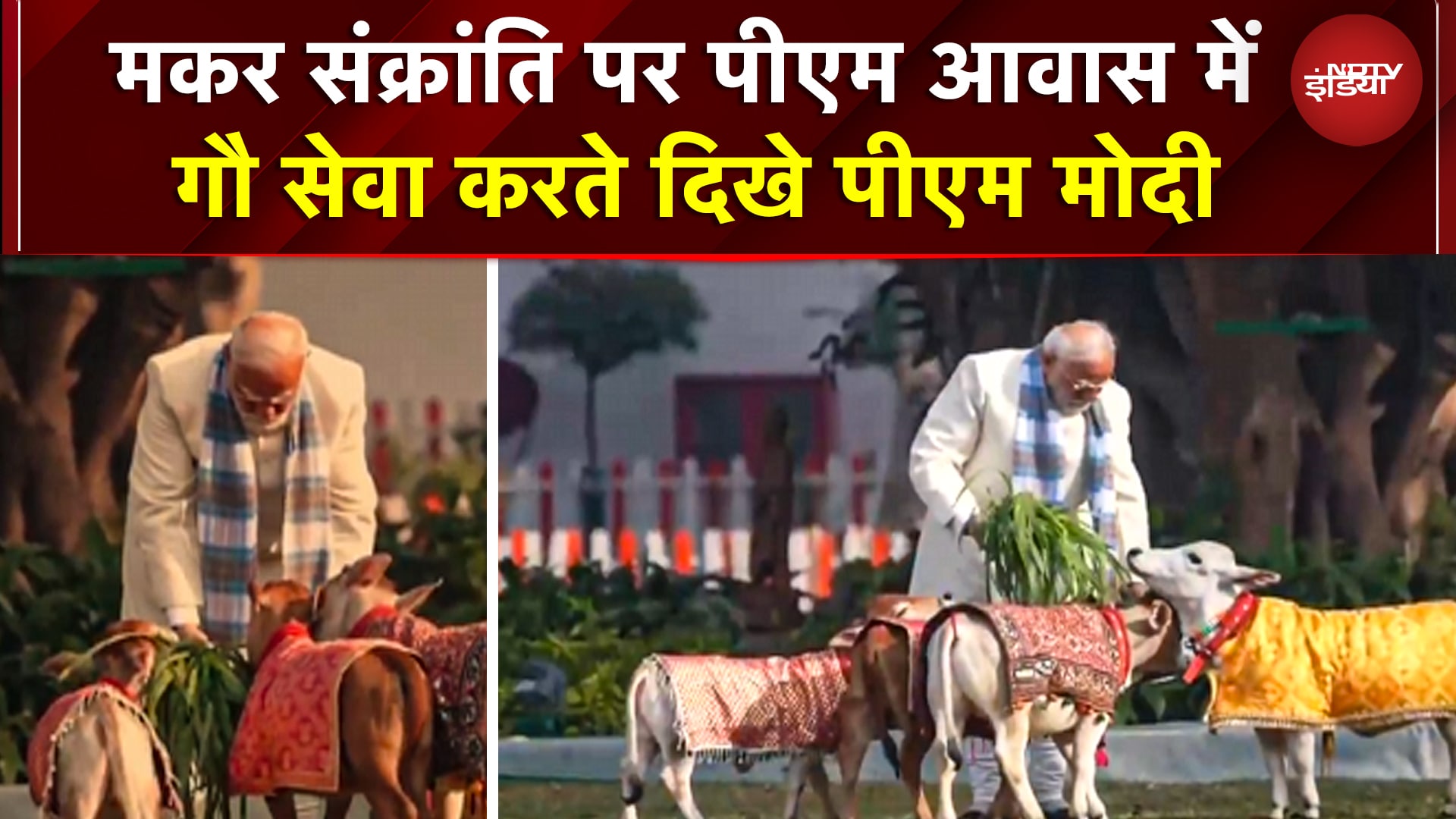 PM Modi cow feeding video: Pongal के बाद PM ने मकर संक्रांति पर भी की ...