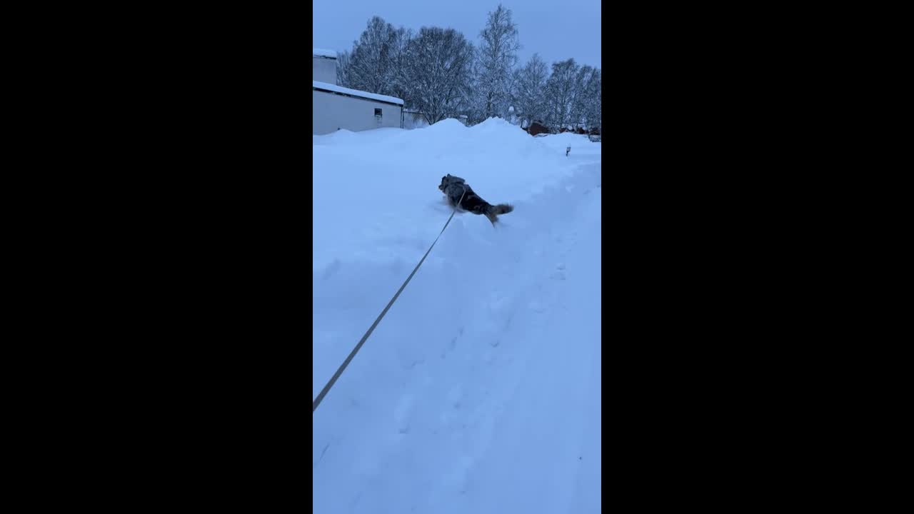 Dog joyfully dives into fresh snow in Mora, Sweden