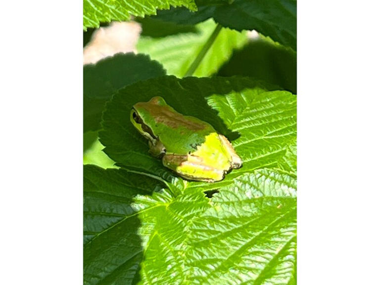 🌱 Patch AM: Which major band just recorded its new album in Woodinville?