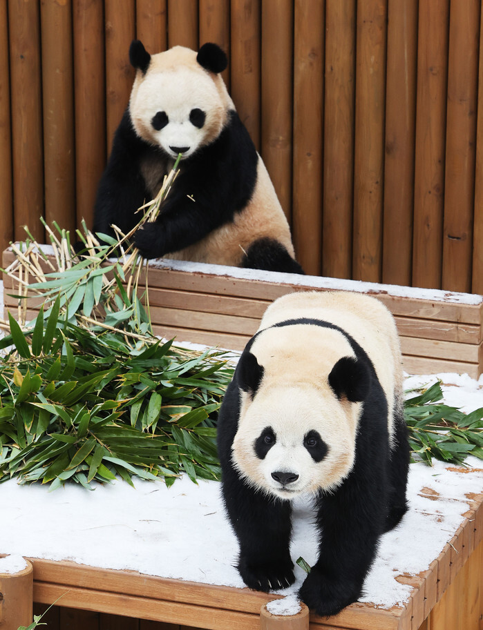 S Korea-born twin giant pandas