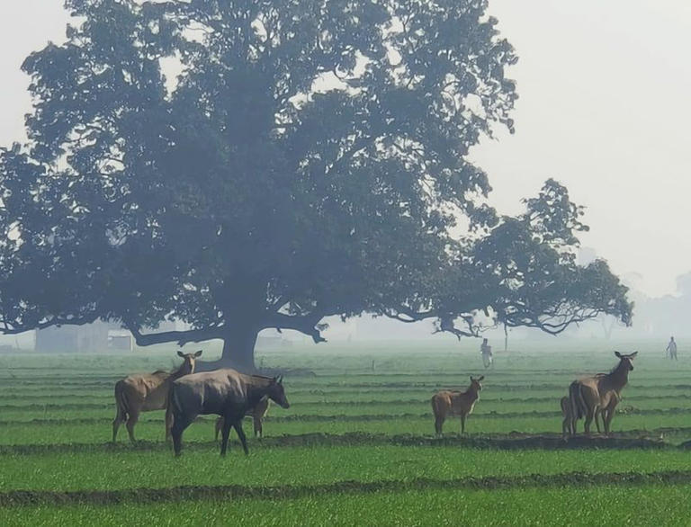 Wild boar conflict: A challenge for Punjab's farmers and wildlife officials