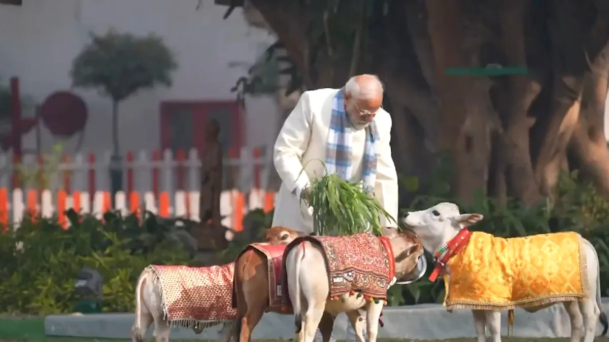 PM Narendra Modi feeds cows at his residence on Makar Sankranti