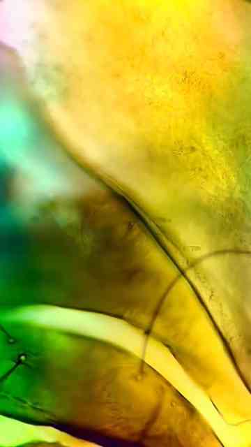 Sydney water before and after filtration under the microscope!