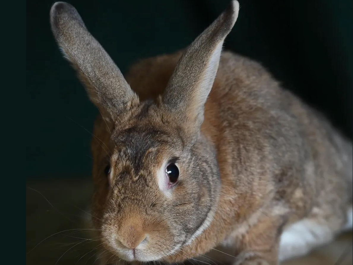 Lutz Museum mourning the passing of Zitta, the Flemish giant rabbit