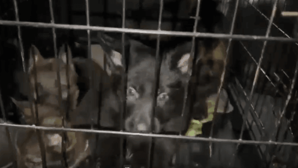 More rescued dogs from Texas arrive at Big Dog Ranch Rescue in Palm ...