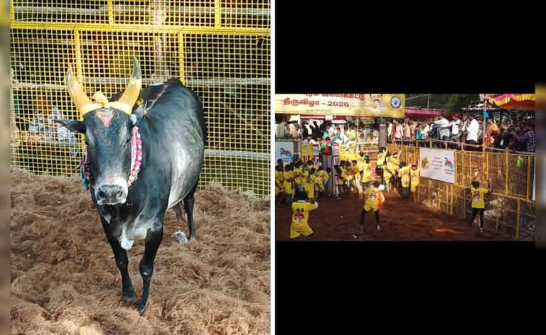 Popular Avaniyapuram Jallikattu kicks off, over 1,000 bulls taking part