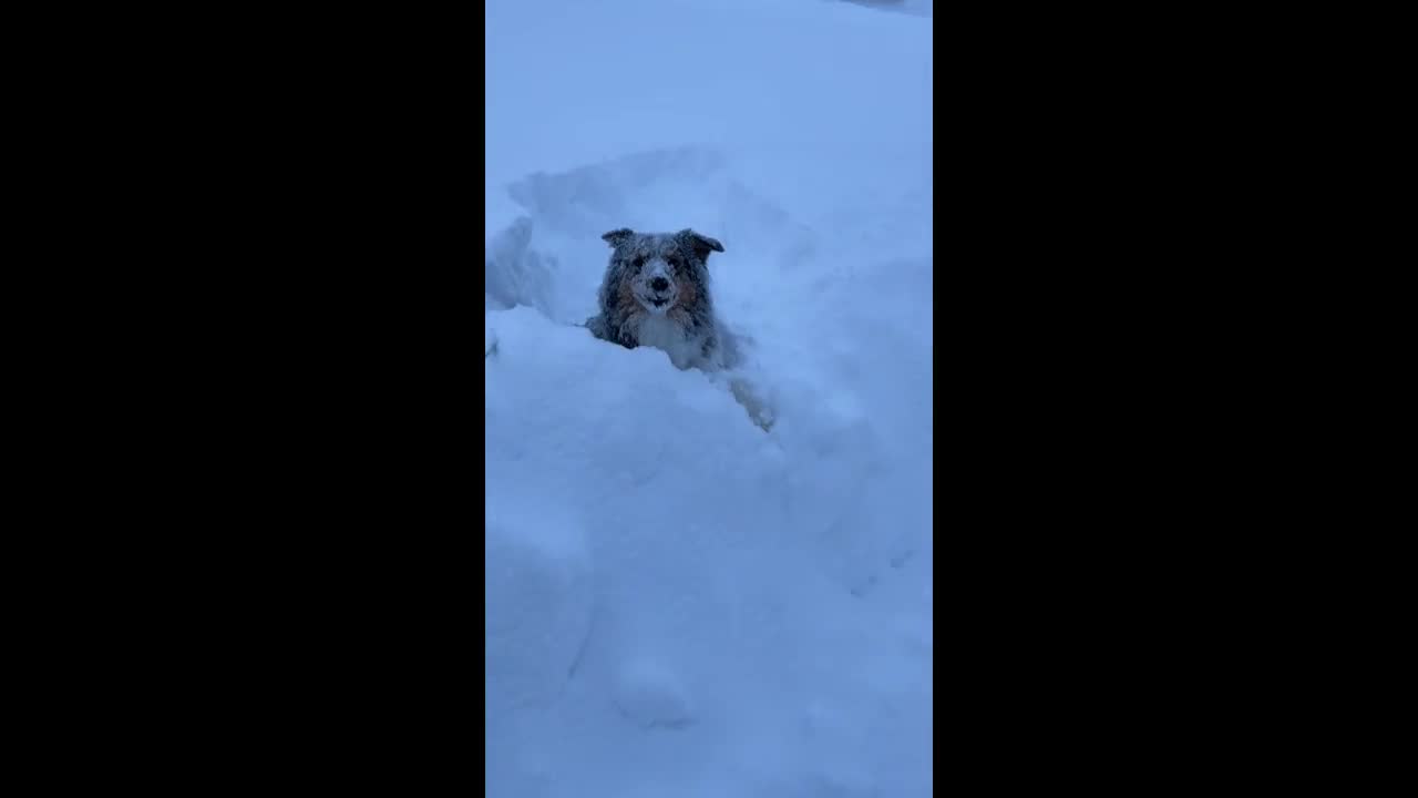Dog joyfully dives into fresh snow in Mora, Sweden