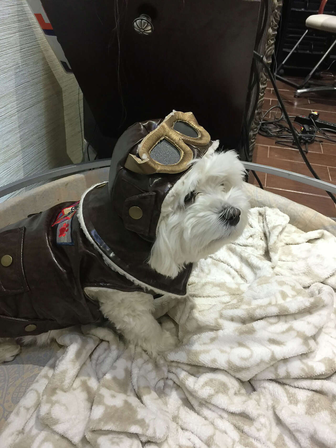 Jerry Zezima (opinion): These dogs pant at wearing them