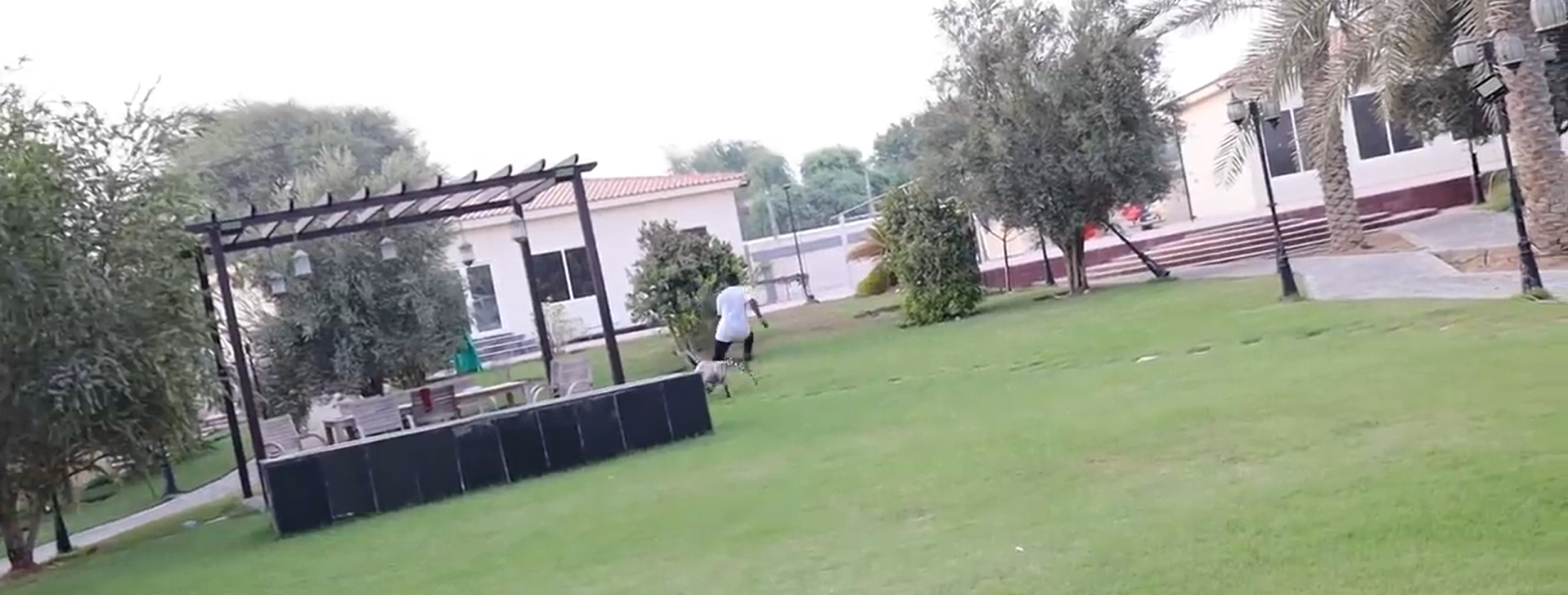 Lion attacked my sister!