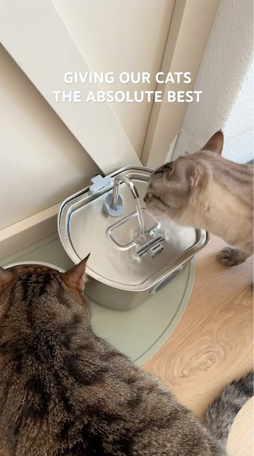 Best cat water fountain upgrade for fresh drinking water