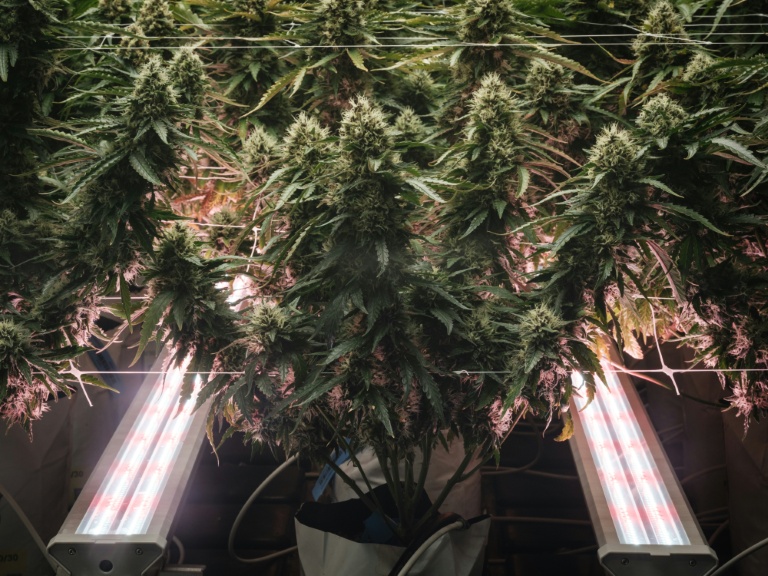 SPD kritisiert schärfere Regeln für medizinisches Cannabis