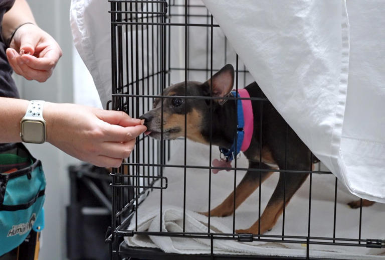 Seven of 40 dogs rescued from La Mesa apartment go to foster homes