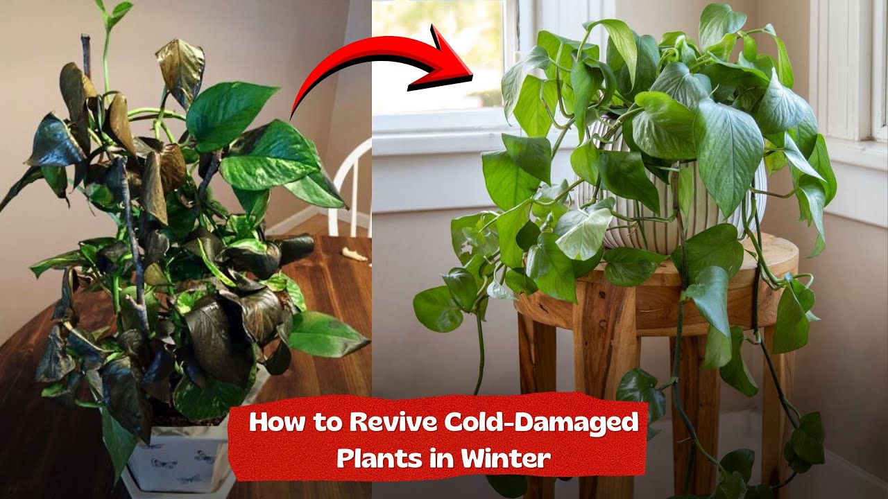 Winter plant damage recovery tips for healthy plants