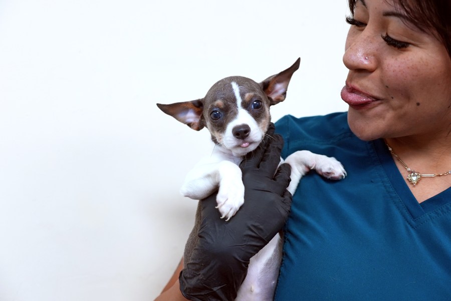 Seven of 40 dogs rescued from La Mesa apartment go to foster homes