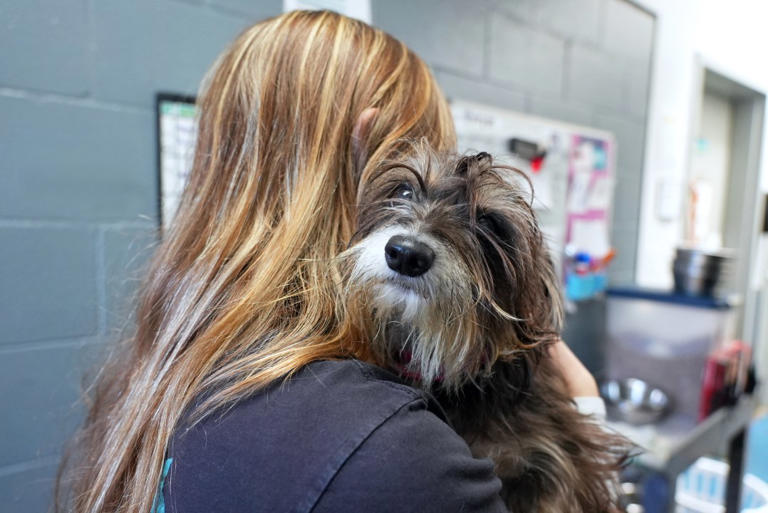 Seven of 40 dogs rescued from La Mesa apartment go to foster homes