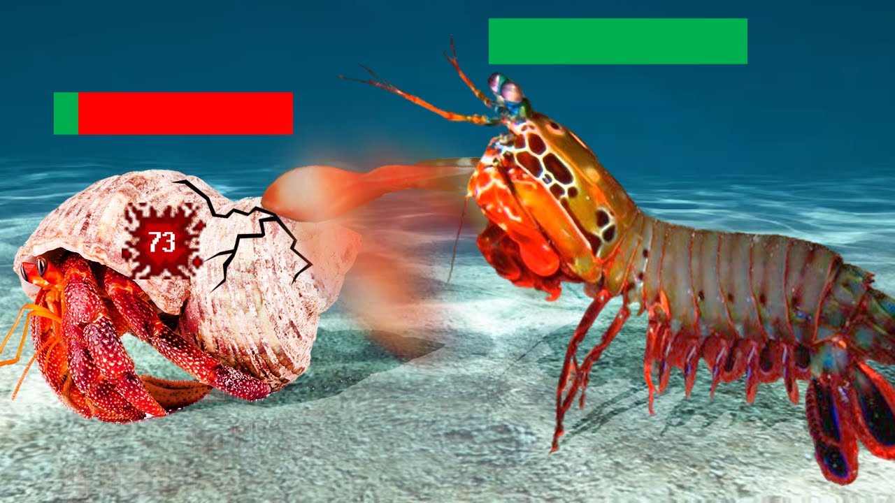 Why mantis shrimp outrank crabs in raw combat ability