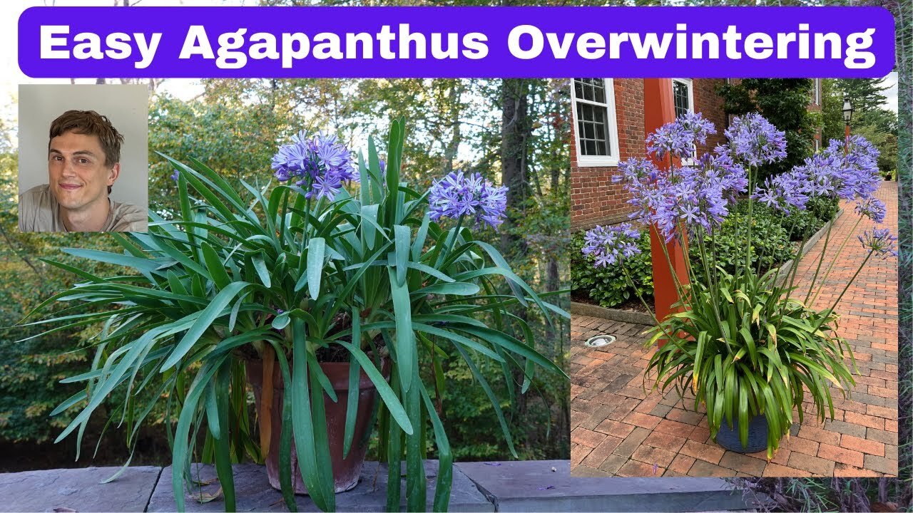 Agapanthus winter plant care